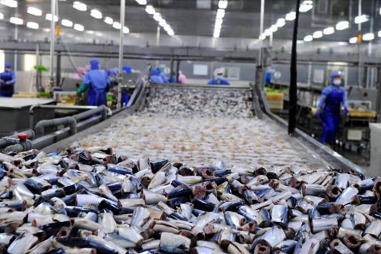 Intelligent Production Lines Enable Ordinary People To Eat Tuna Freely